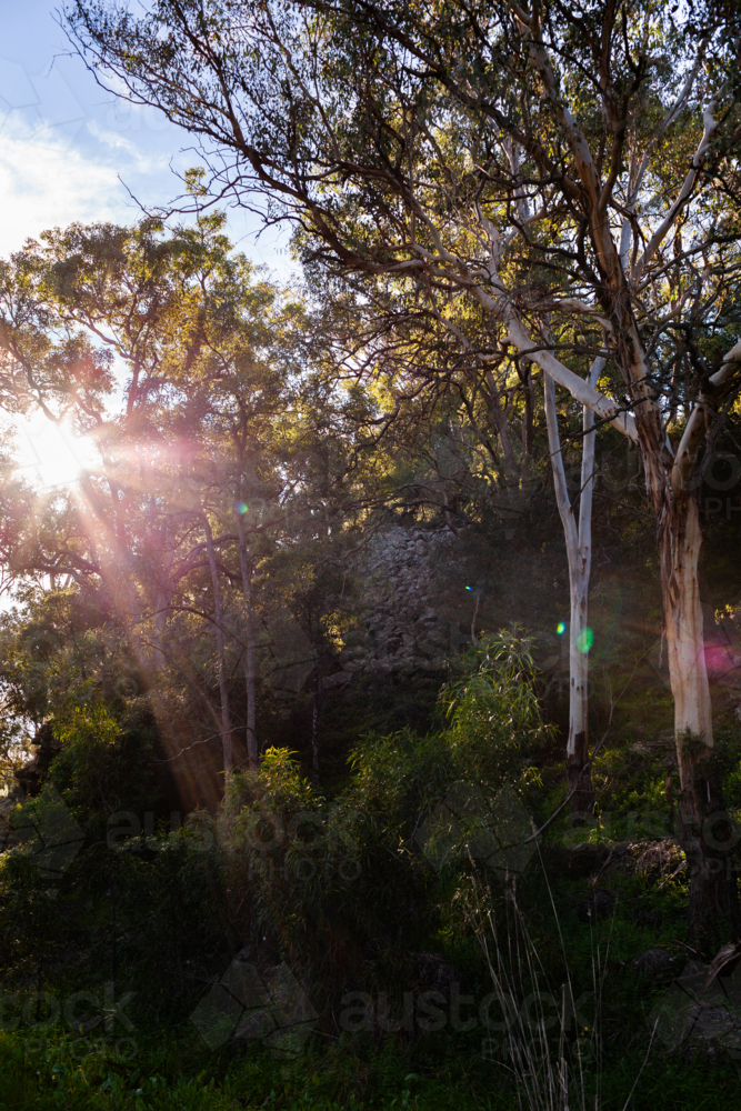 Image of sunlight flare through trees in Aussie bushland at Battery ...
