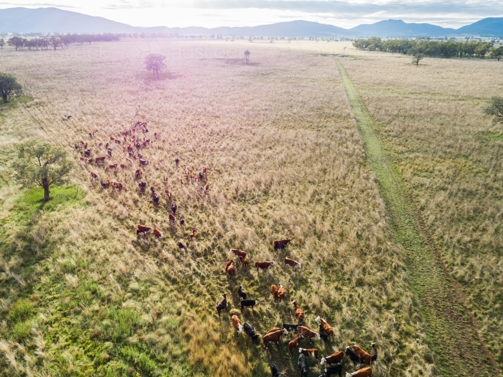 Image of sunlight over cattle in rotational grazing paddock as the cows ...
