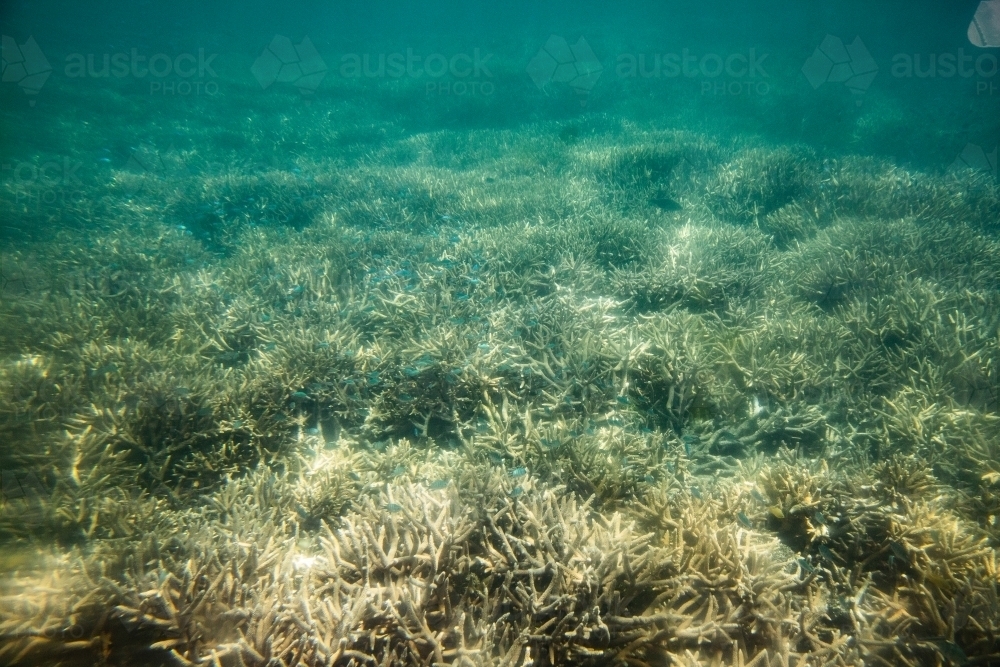 Image of sunlight rippling over coral under the sea - Austockphoto