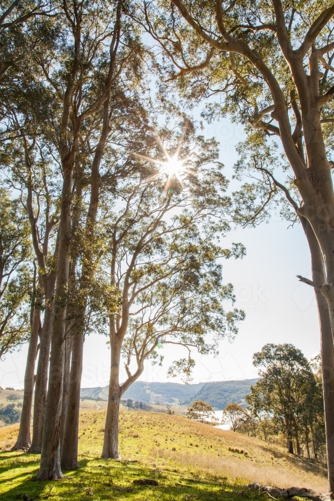 Image of Sunlight shining through a grove of tall gum trees - Austockphoto