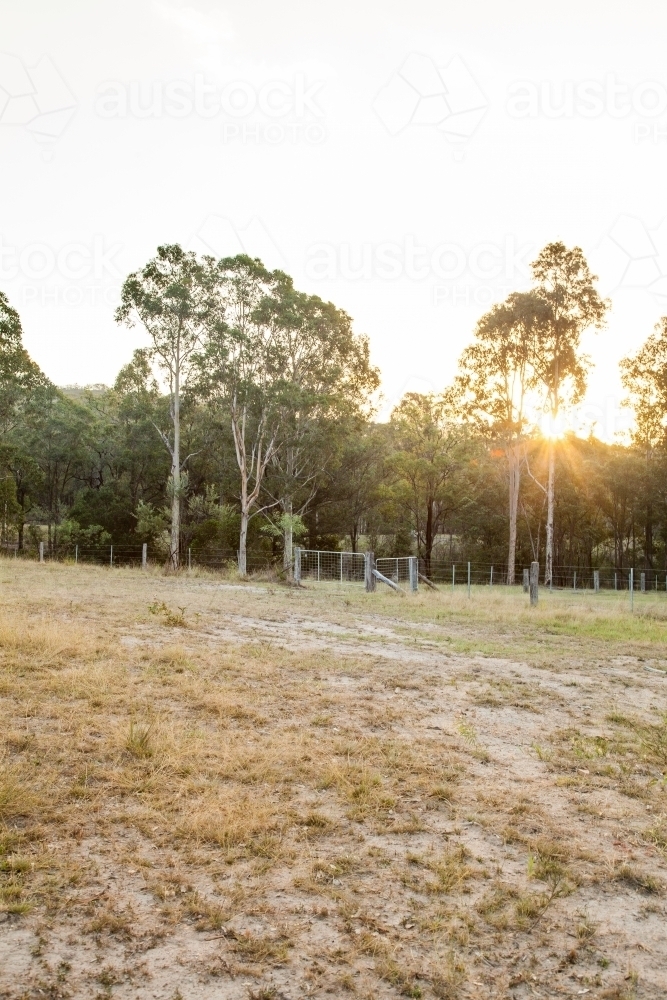 Image of Sunlight shining through gum trees on a farm - Austockphoto