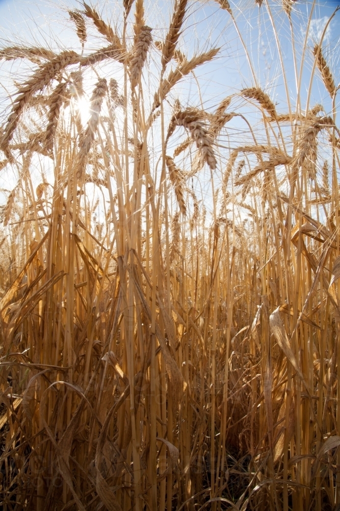 Image of Sunlight shining through stalks of bearded wheat crop ...