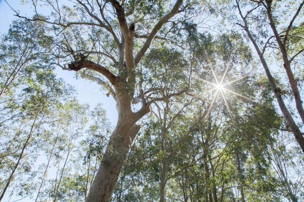 Image of Sunlight shining through tall spotted gum trees in the bush ...