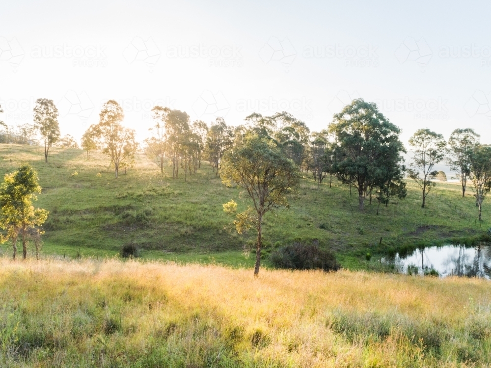Image of sunlight through gum trees in paddock with farm dam - Austockphoto