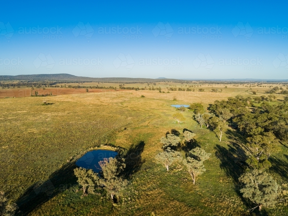 Image of Sunlit Australian farm landscape with dams beside eucalyptus ...