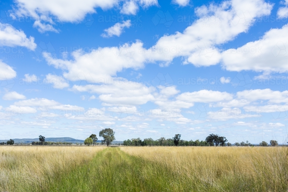 Image of Sunlit farm landscape with path through grasses in paddock ...