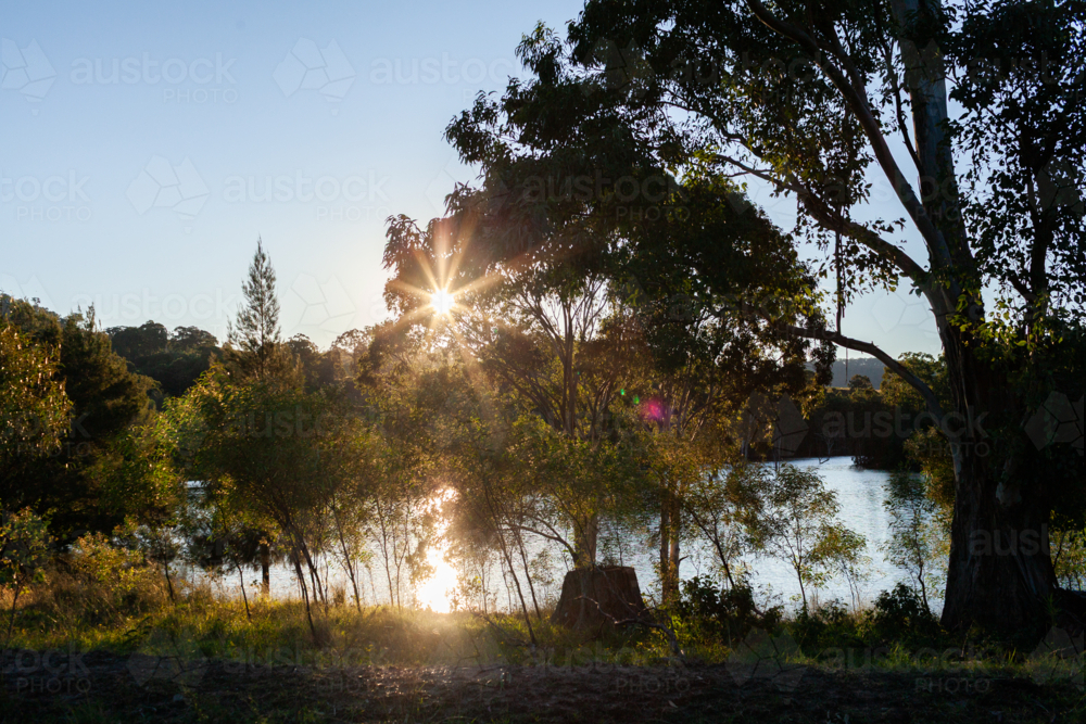 Image of sunlit landscape of native Australian trees beside waters edge ...