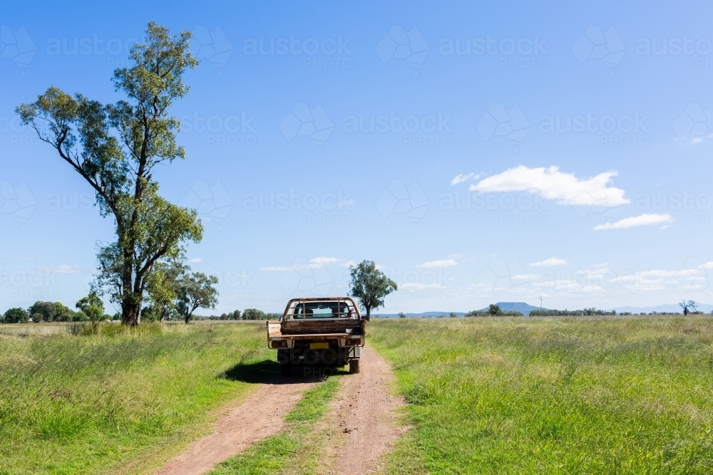 Image of Sunlit ute driving up farm driveway through paddocks on ...
