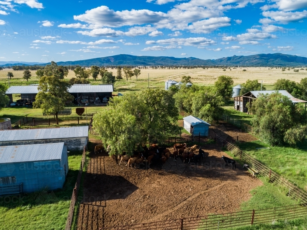 Image of Sunny day on australian farm in green countryside showing ...