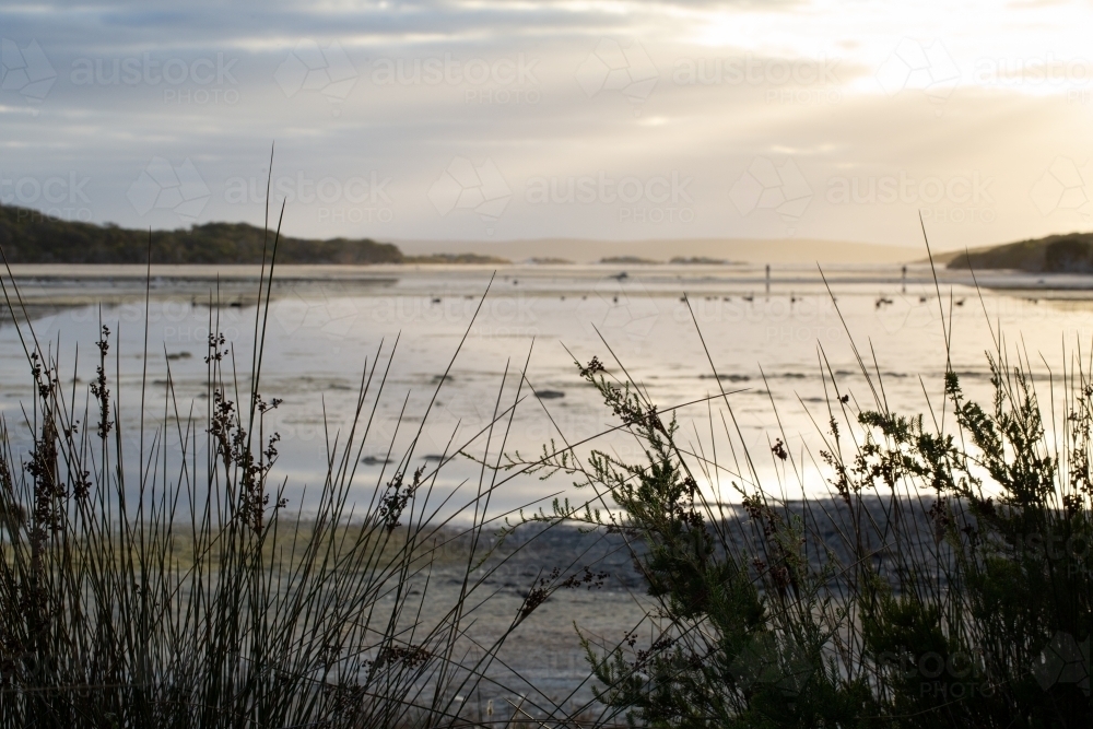 Image of Sunrise over inlet seen through reeds and vegetation ...
