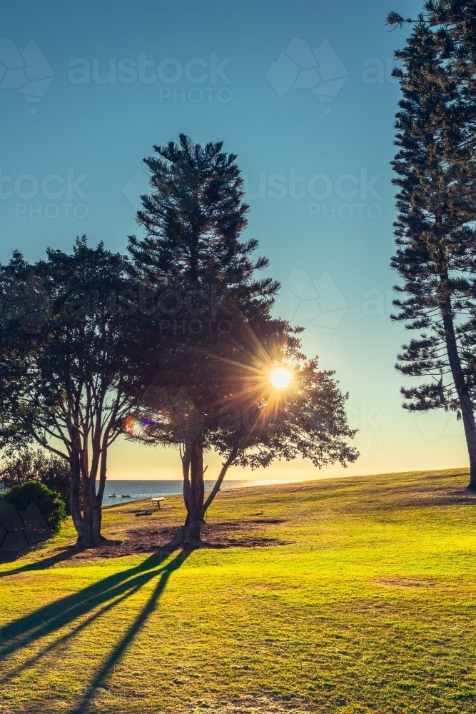 Image of Sunrise through the pine trees by the sea - Austockphoto