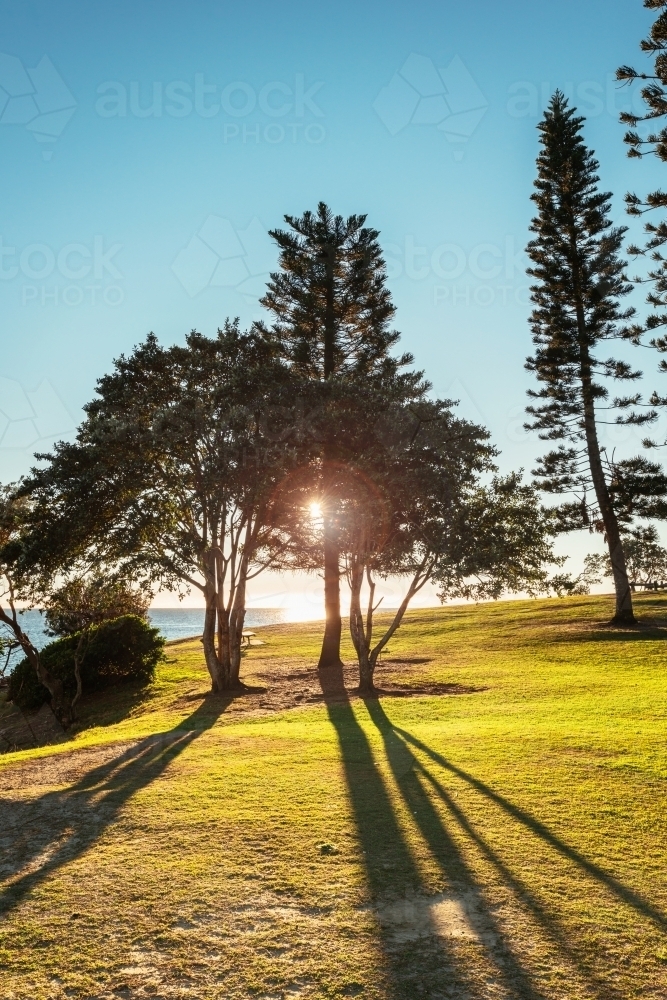 Image of Sunrise through the pine trees by the sea - Austockphoto