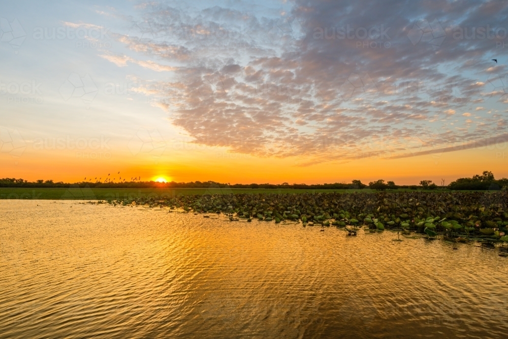 Image of sunset on a wetland in Australia - Austockphoto