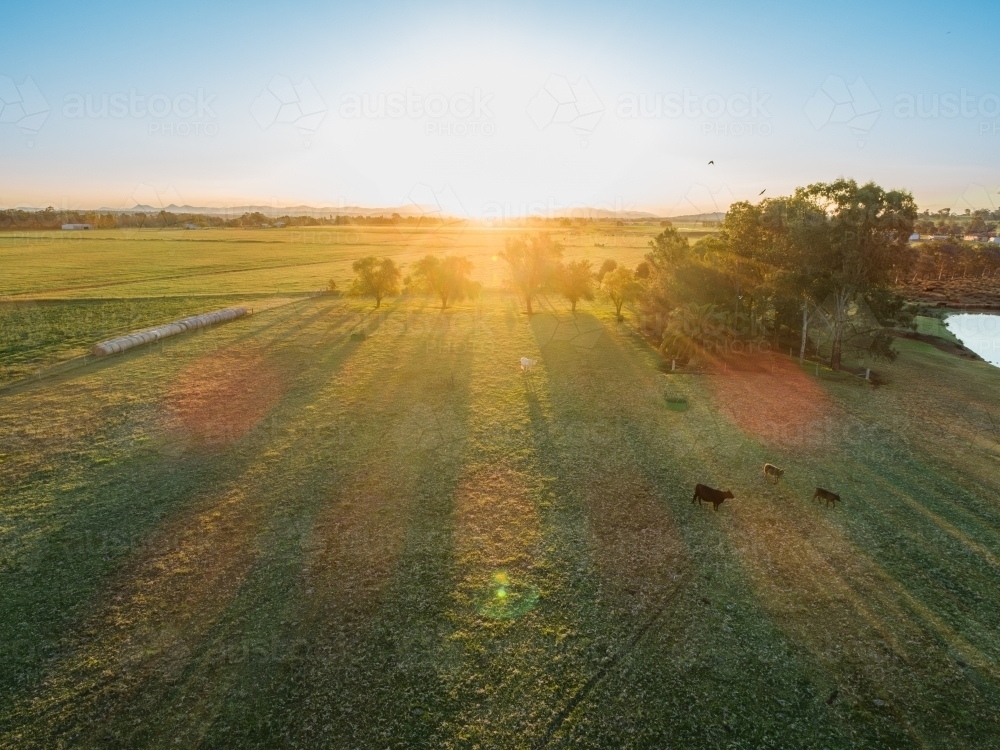 Image of Sunset over green farm paddock with cattle and long shadows of ...