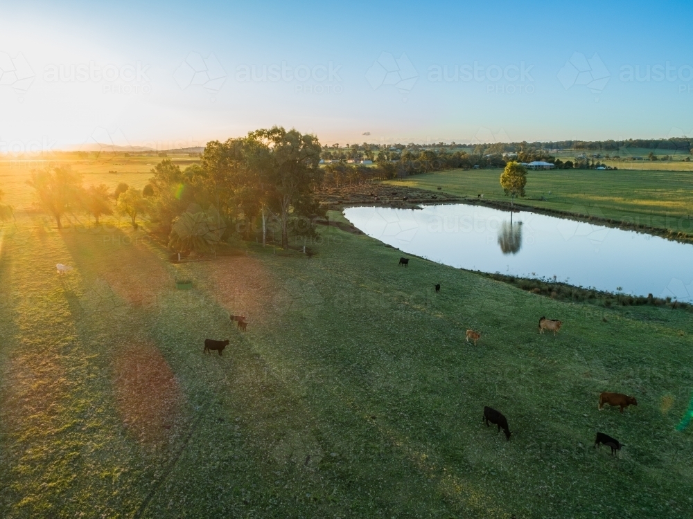 Image of Sunset over green farm paddock with cattle and long shadows of ...