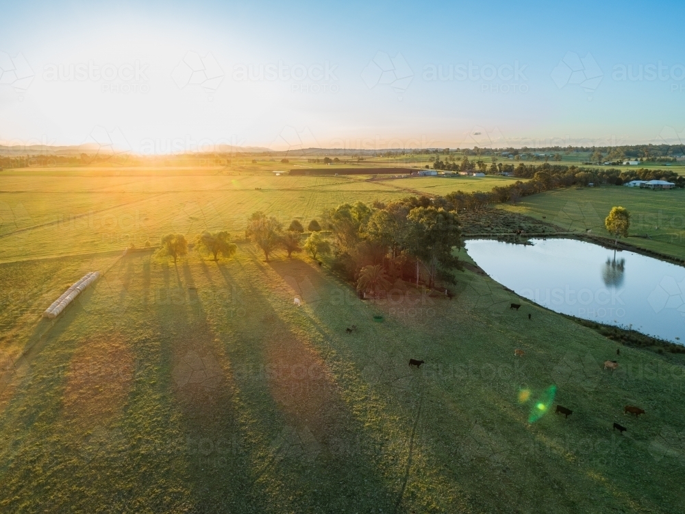 Image of Sunset over green farm paddock with cattle and long shadows of ...