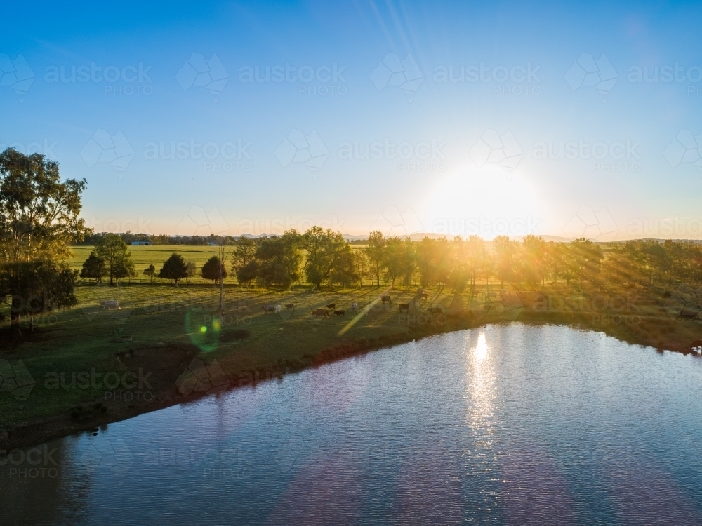 Image of Sunset rays over water of farm dam with cattle in paddock ...