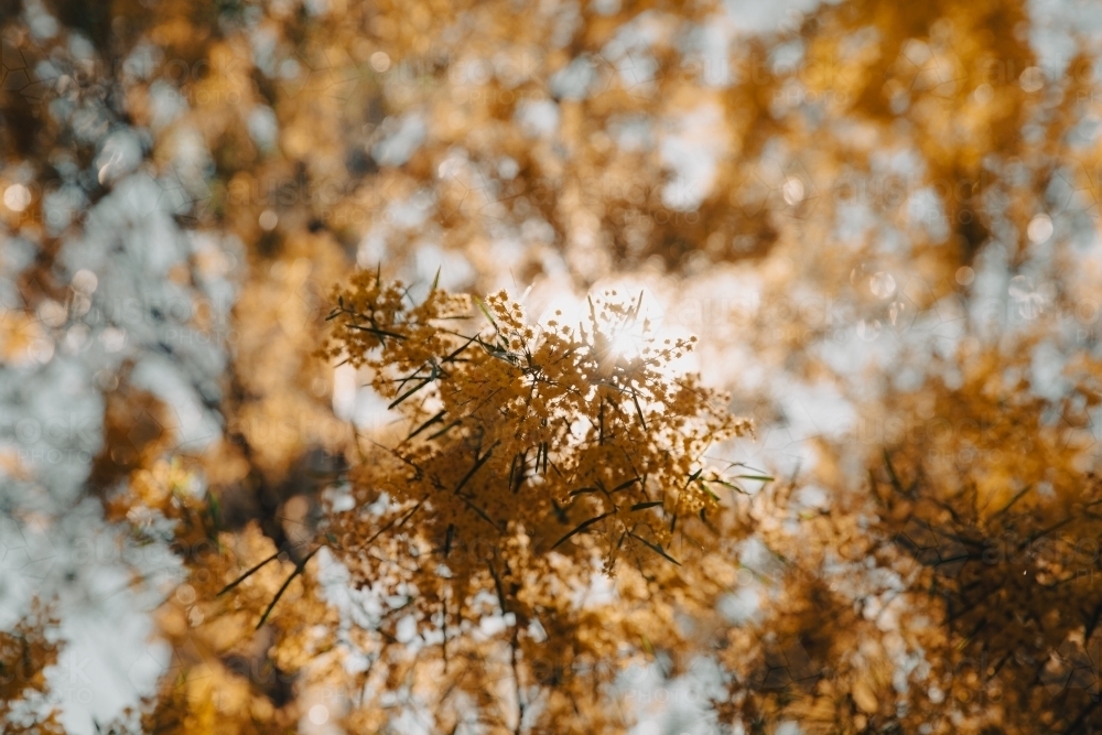 Image of sunshine through wattle - Austockphoto