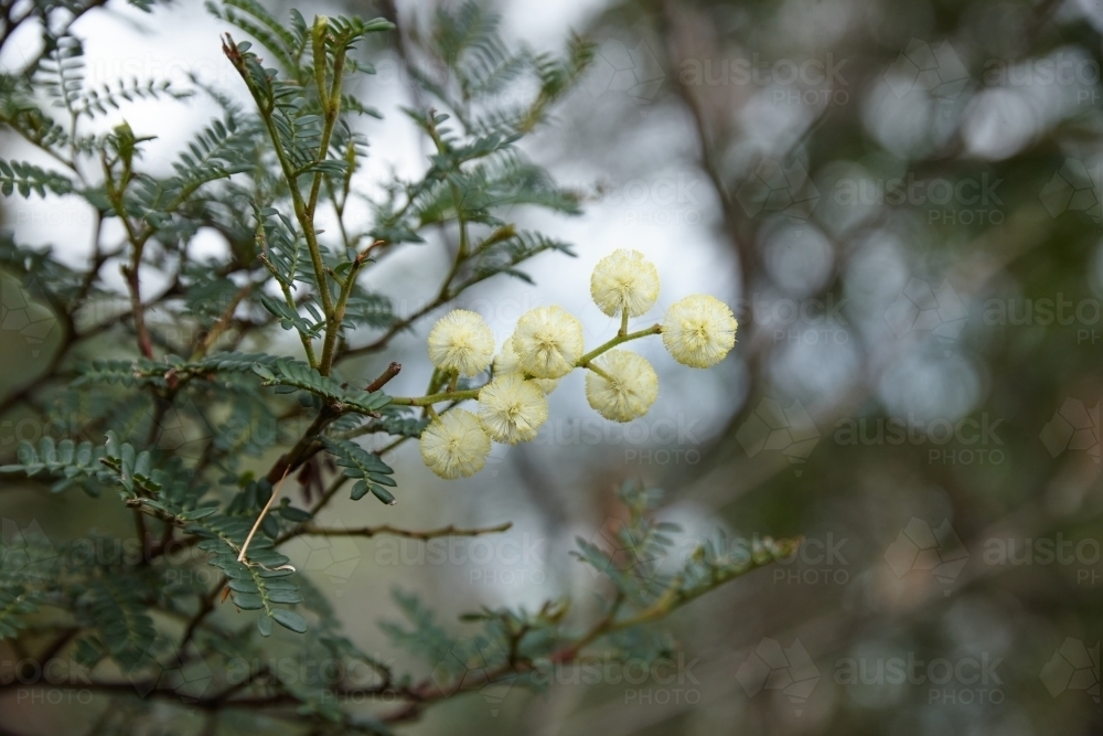 Image of Sunshine wattle flowers on branch - Austockphoto