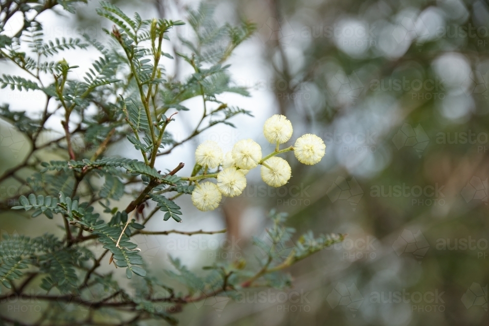 Image of Sunshine wattle flowers on branch - Austockphoto