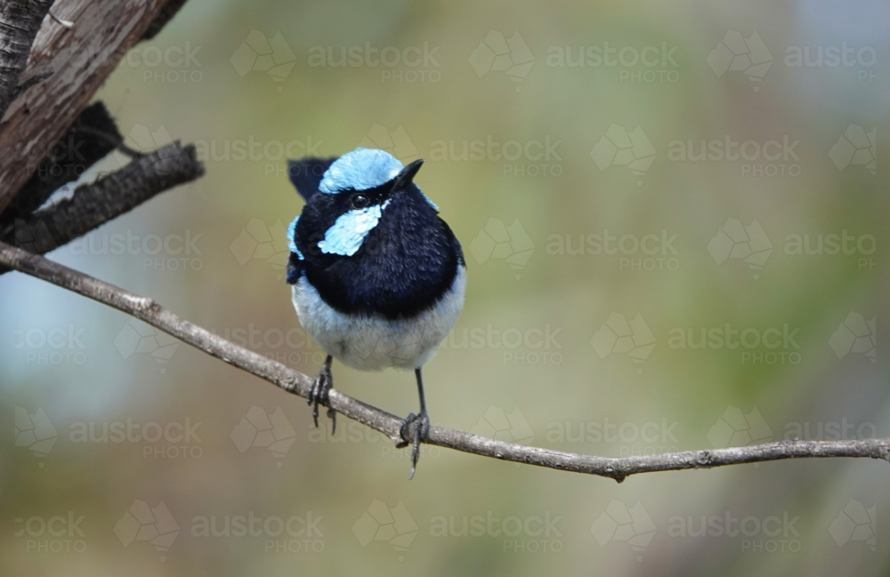 Image of Superb Blue Wren - Austockphoto
