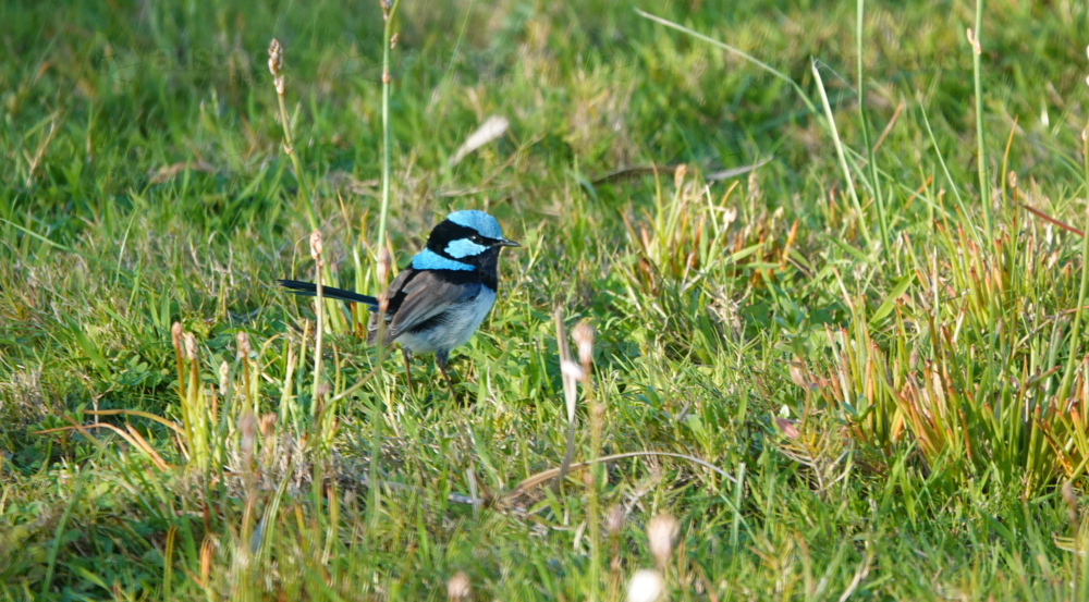 Image of Superb Blue Wren - Austockphoto
