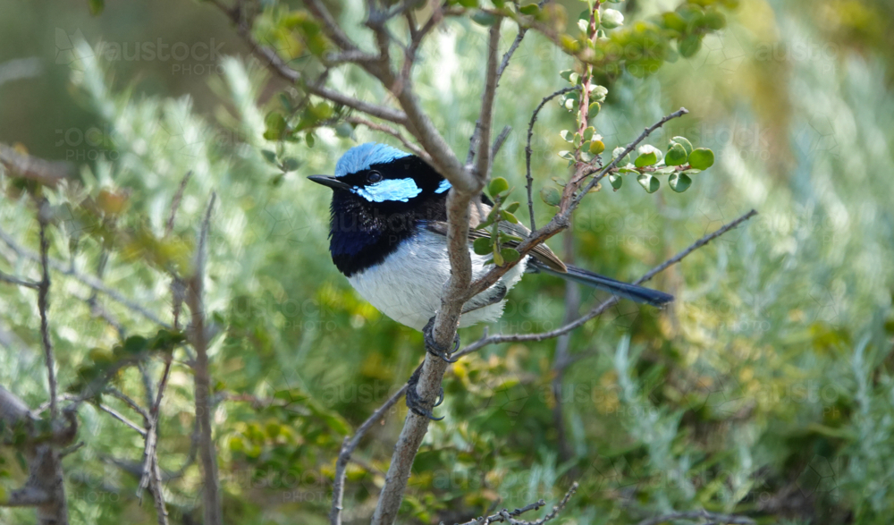 Image of Superb Blue Wren - Austockphoto