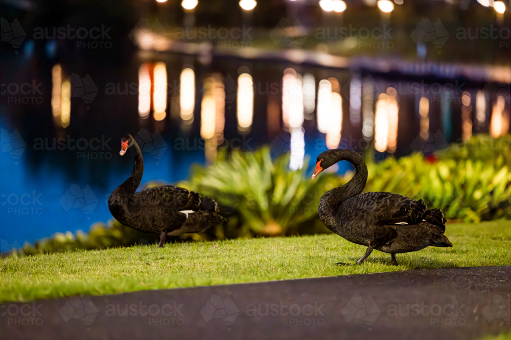 Image of Swans on the bank of the River Torrens in Adelaide at night ...