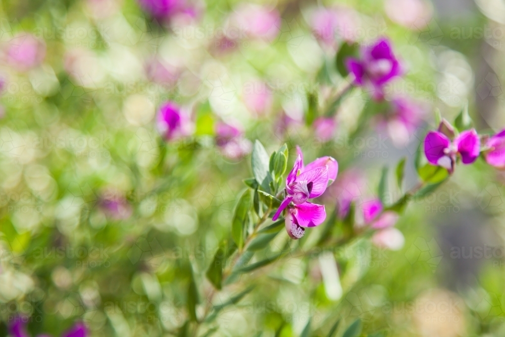Image of Sweet pea shrub with pretty purple flowers and green foliage ...