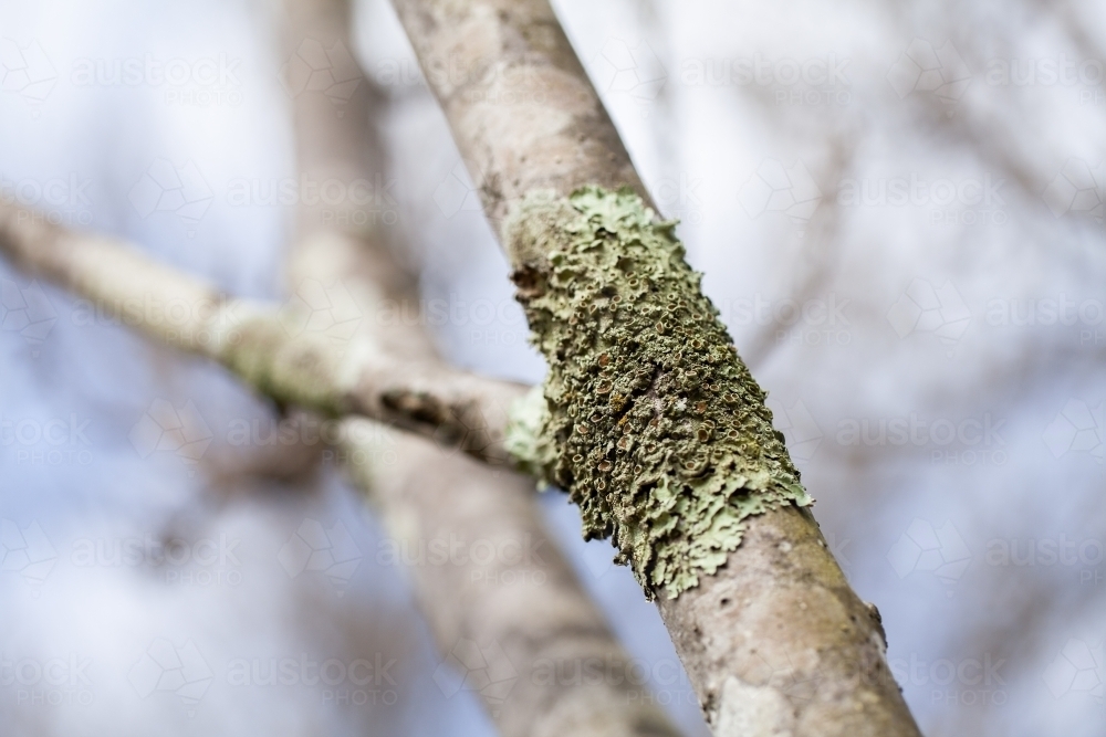 Image of symbiotic lichen growing on branch of tree in winter ...