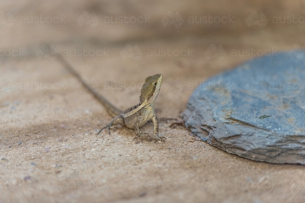 Image of Ta ta lizard - Austockphoto