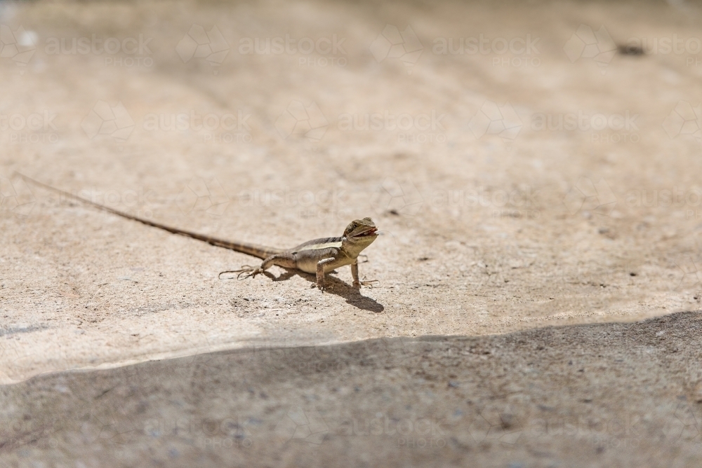 Image of Ta Ta lizard eating a cricket - Austockphoto