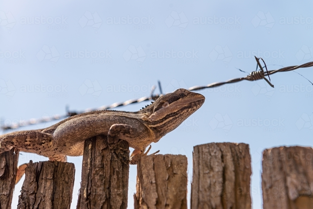 Image of Ta Ta Lizard on fence - Austockphoto