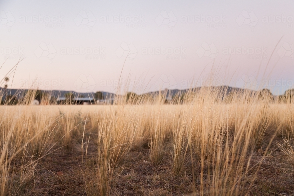 Image of Tall grass clumps in farm paddock at dusk - Austockphoto