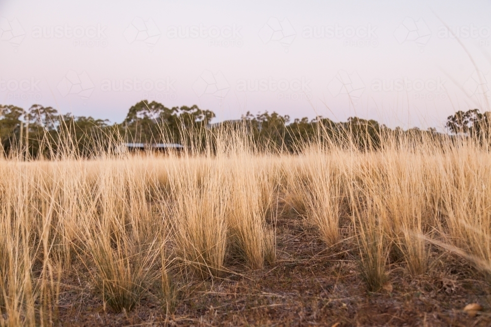 Image of Tall grass clumps in farm paddock at dusk - Austockphoto
