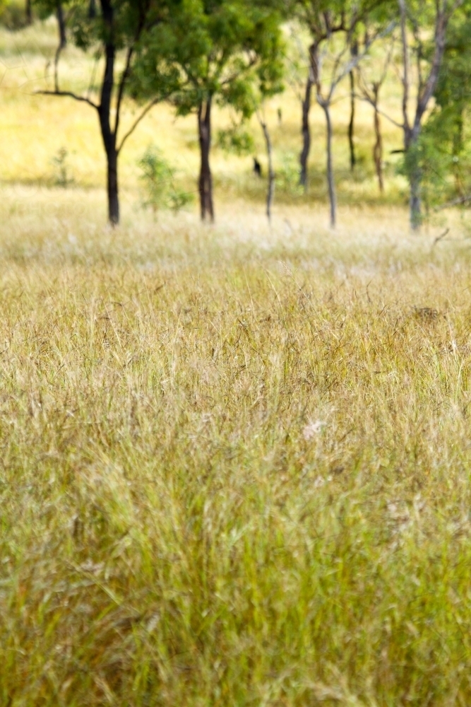 Image of Tall grass in outback Queensland. - Austockphoto