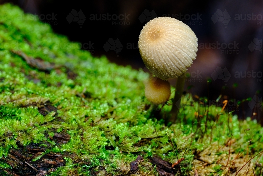 Image of Tall Mushroom growing over small fungi - Austockphoto