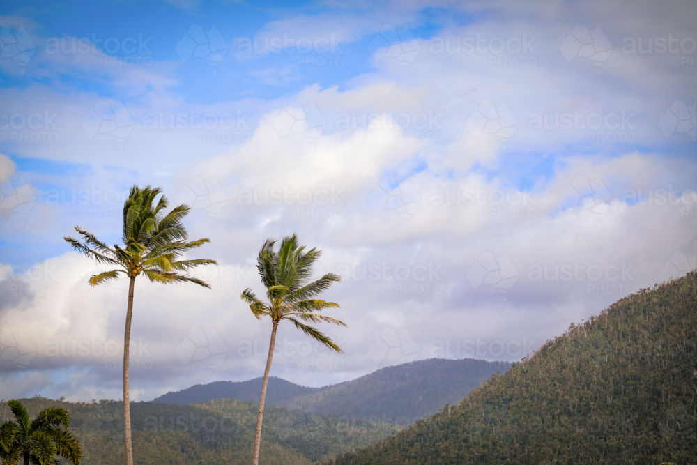Image of Tall palm trees blowing in the wind in The Whitsundays ...