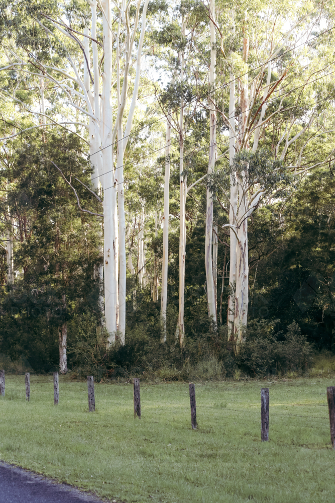 Image of Tall white trunked gum trees along the asphalted road behind ...