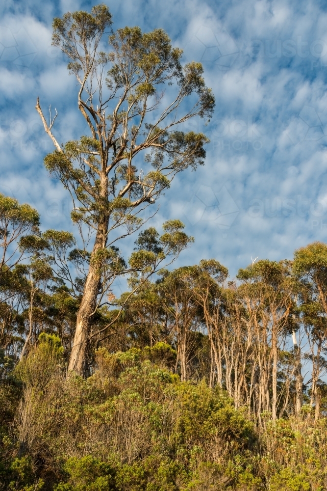 Image of tall wild gum trees - Austockphoto