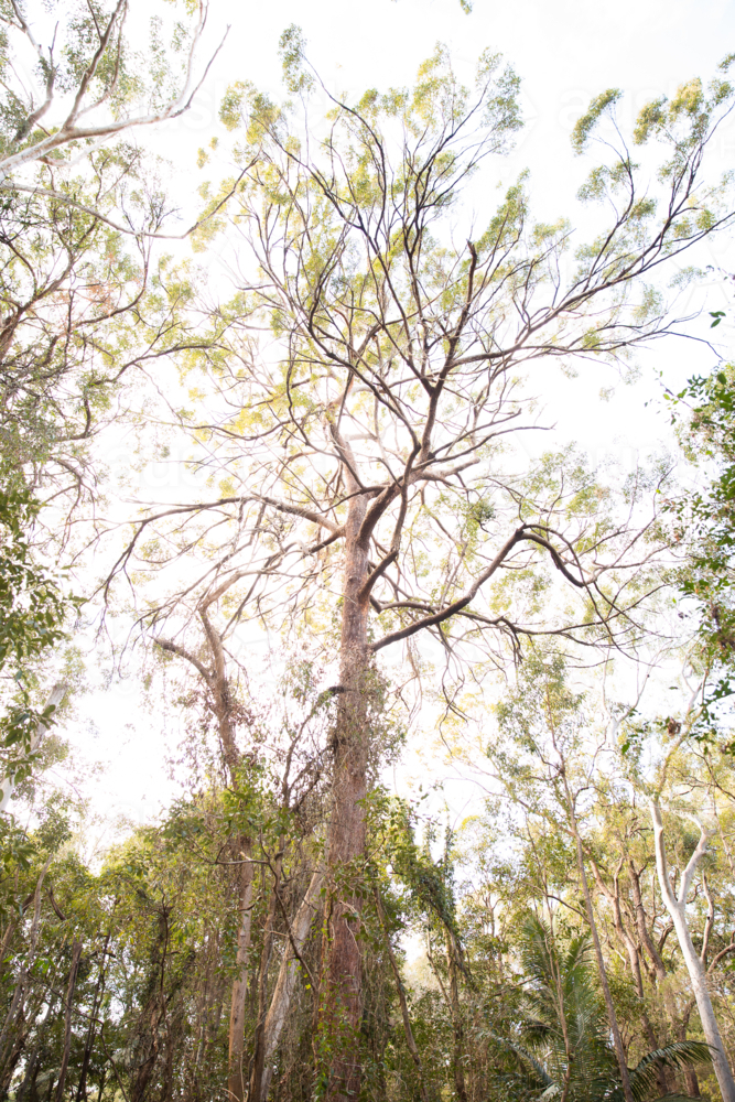 Image of tallowwood tree growing in a forest near Brisbane - Austockphoto