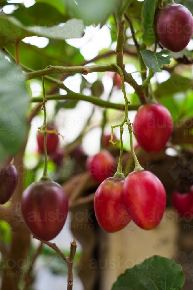 Image of Tamarillo Fruit Tree - Austockphoto