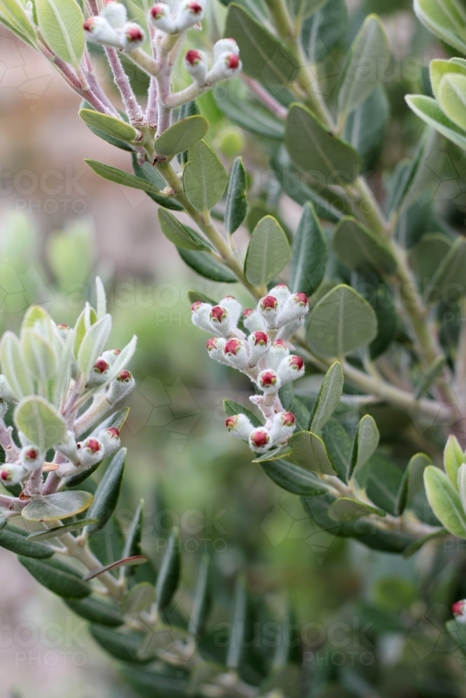 Image of tea tree shrub about to flower - Austockphoto