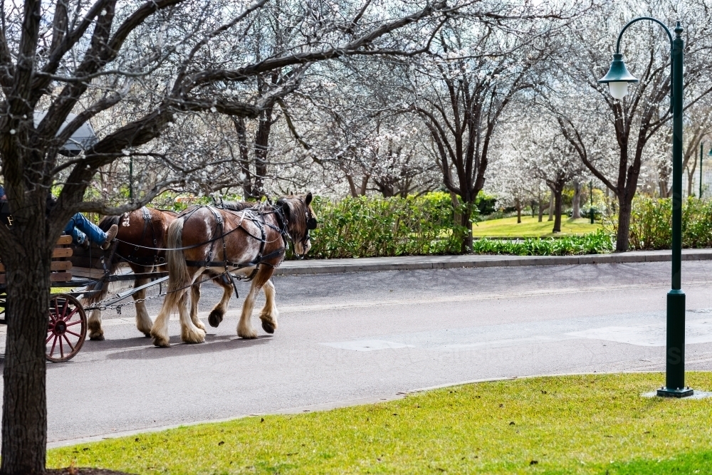 Image of team of harnessed horses pulling cart down road at Hunter ...