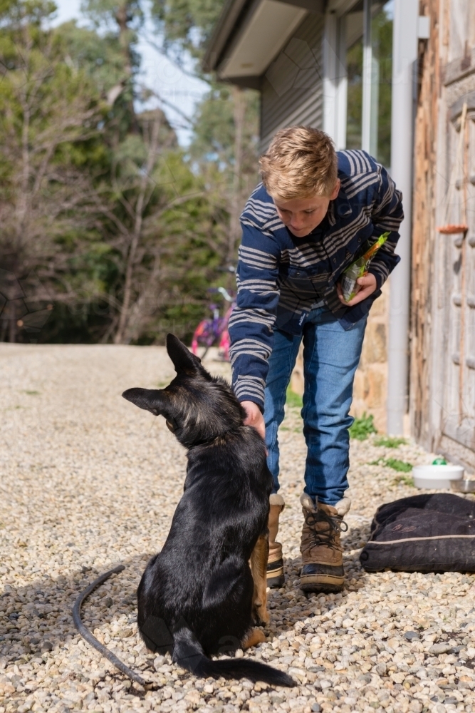 Image of teen boy training his dog - Austockphoto