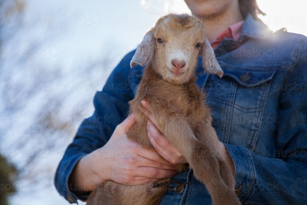 Image of Teen girl holding baby goat on a farm - Austockphoto