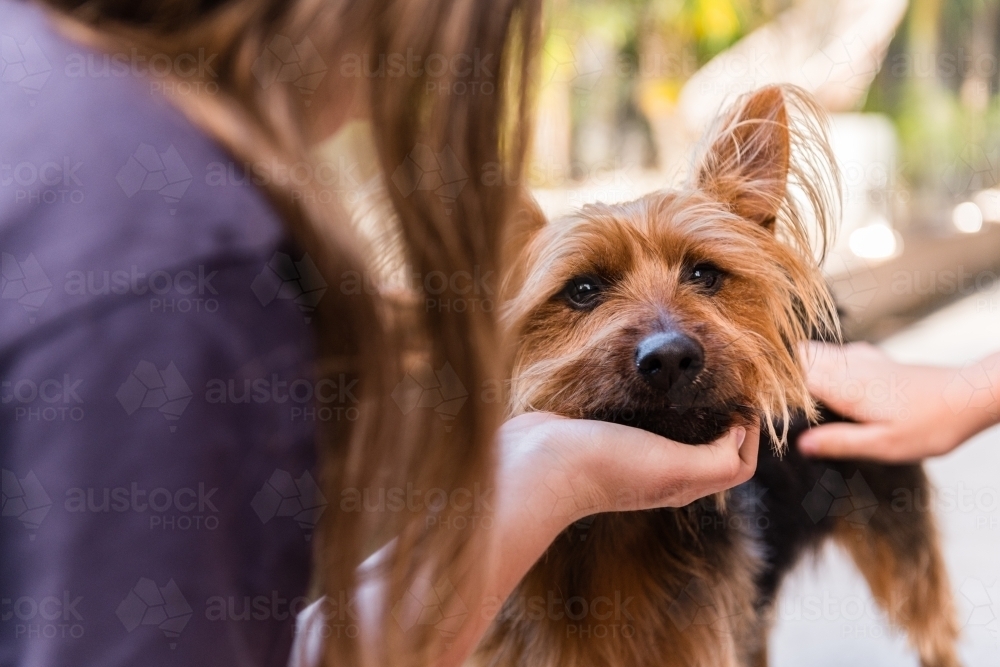 Image of teen kids with their Australian Terrier - Austockphoto