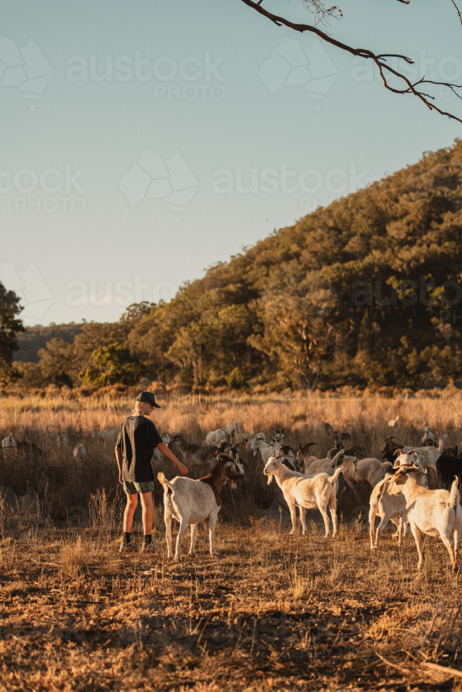 Image of Teenage boy interacting with goats in paddock - Austockphoto
