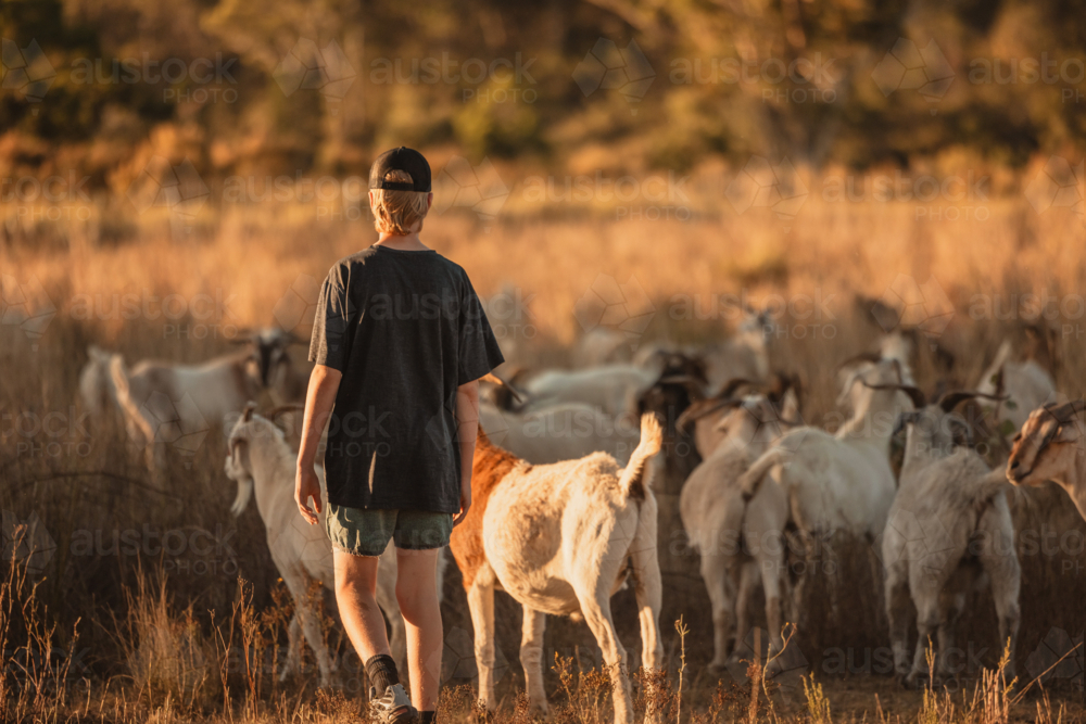 Image of Teenage boy interacting with goats in paddock - Austockphoto