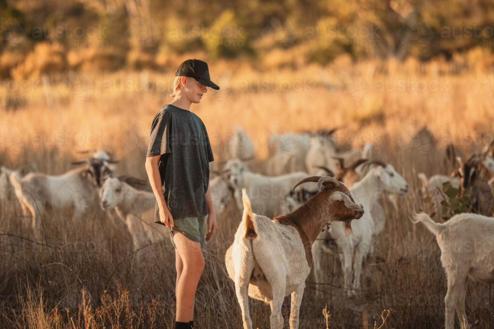 Image of Teenage boy interacting with goats in paddock - Austockphoto